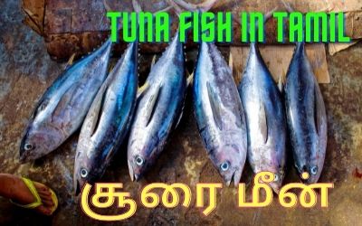 Tuna Fish In Tamil | சூரை மீன் | Tuna fish In Tamil Benefits